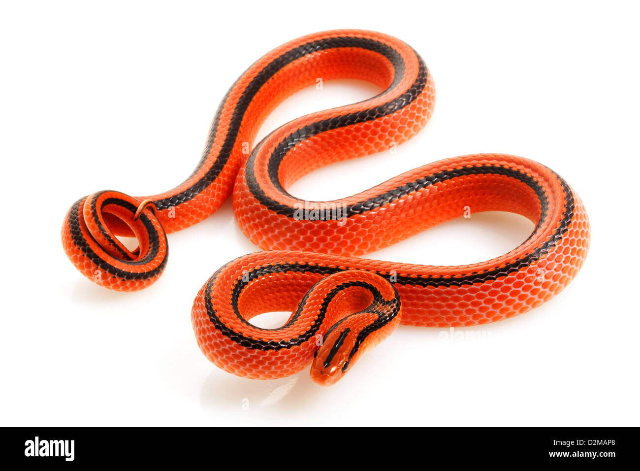 Couleuvre Obscure De Bambou Rouge Banque d'image et photos - Alamy