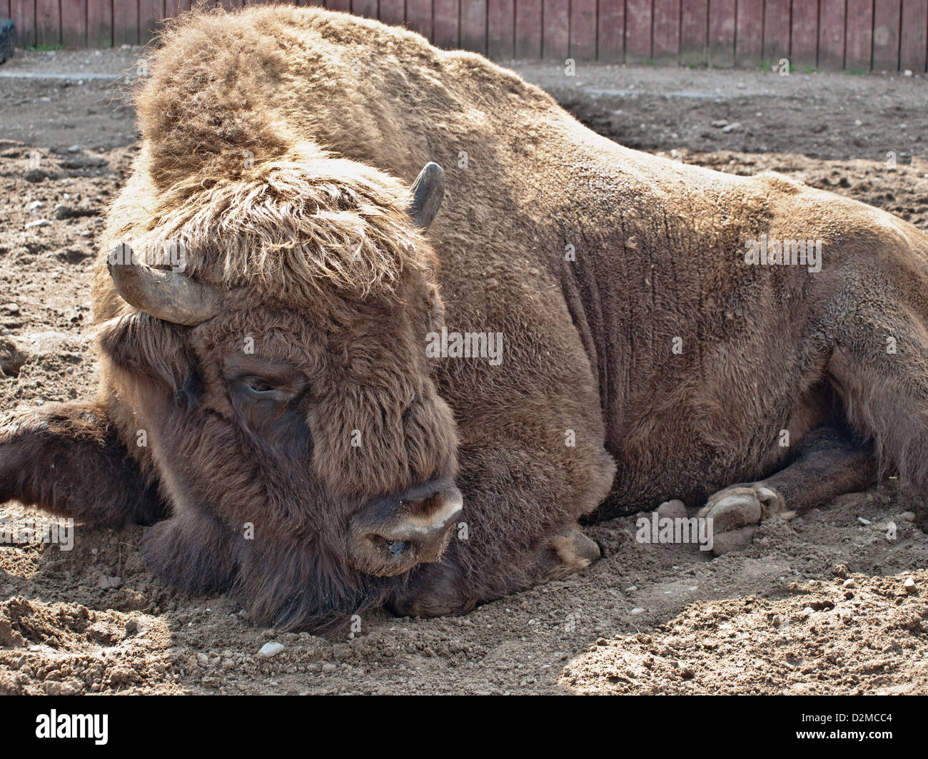 Buffle brun Banque de photographies et d’images à haute résolution - Alamy