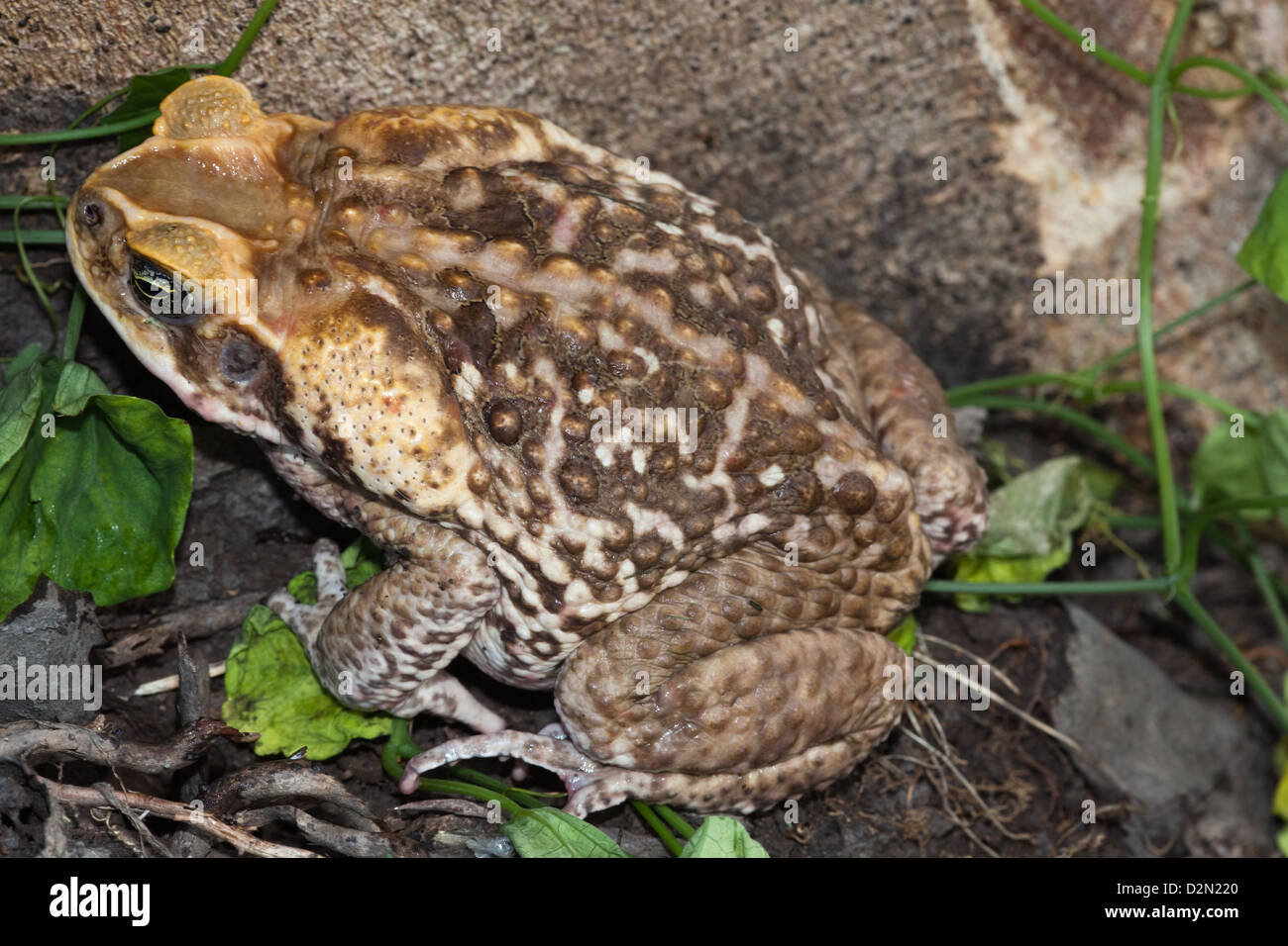 Néotropicales géant ou Marine Toad Rhinella marina (anciennement Bufo ...