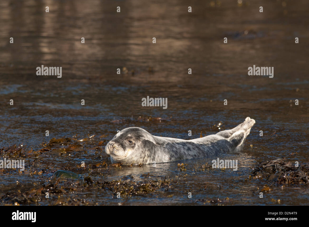 Phoque Gris Pays De Galles Banque d'image et photos - Alamy