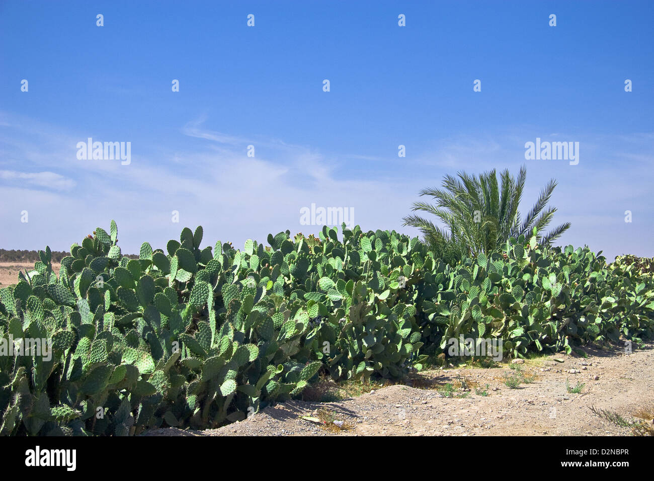 Cactus desert morocco Banque de photographies et d’images à haute ...