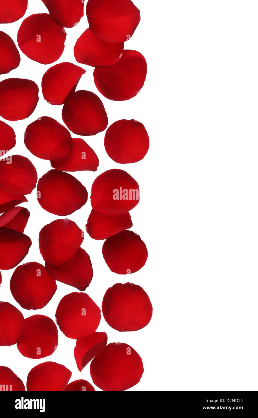 Pétale de rose Banque de photographies et d’images à haute résolution ...