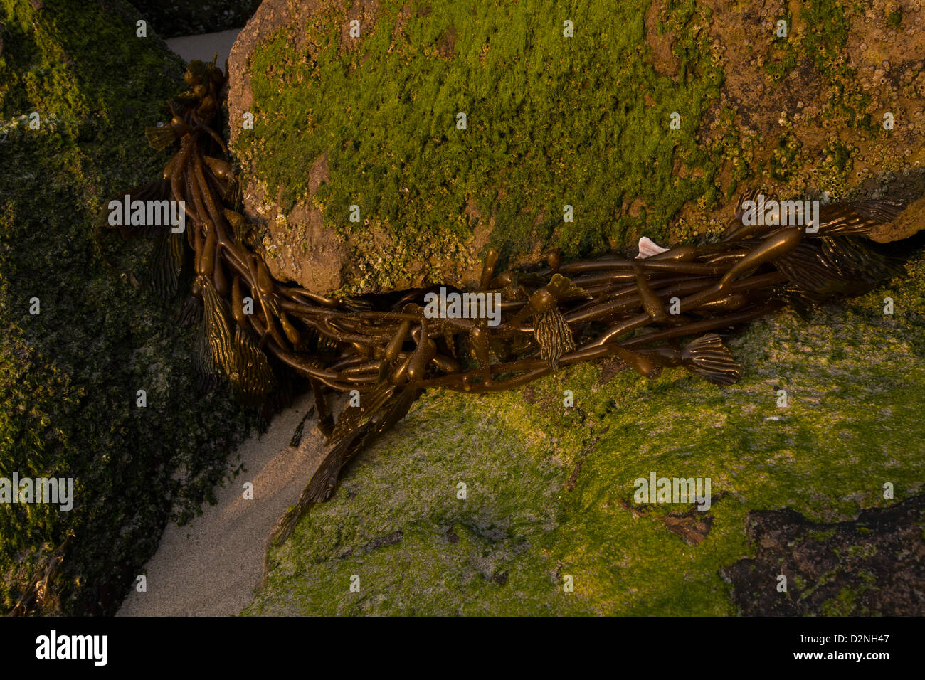 Varech géant Banque de photographies et d’images à haute résolution - Alamy