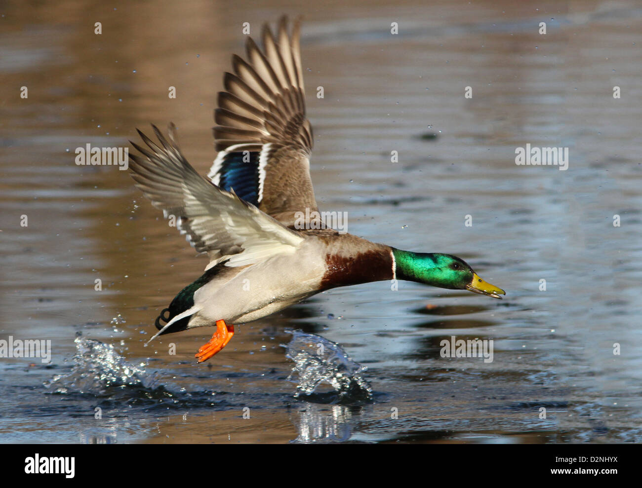 Canard colvert décoller Banque de photographies et d’images à haute ...