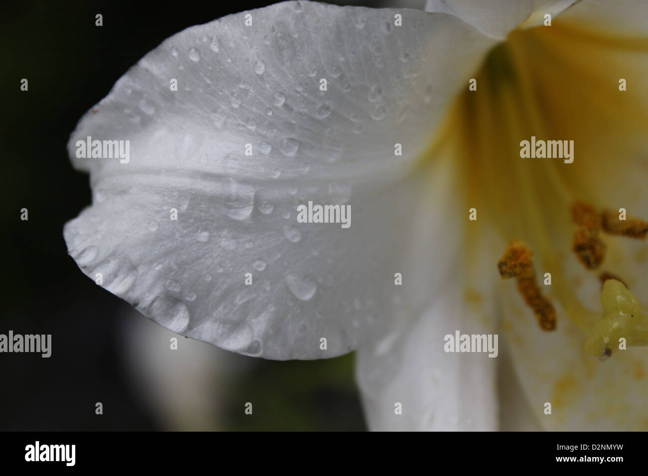 Lys de pluie jaune Banque de photographies et d’images à haute résolution - Alamy