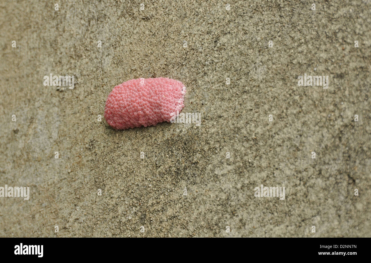 Oeufs de libellule Banque de photographies et d’images à haute résolution - Alamy