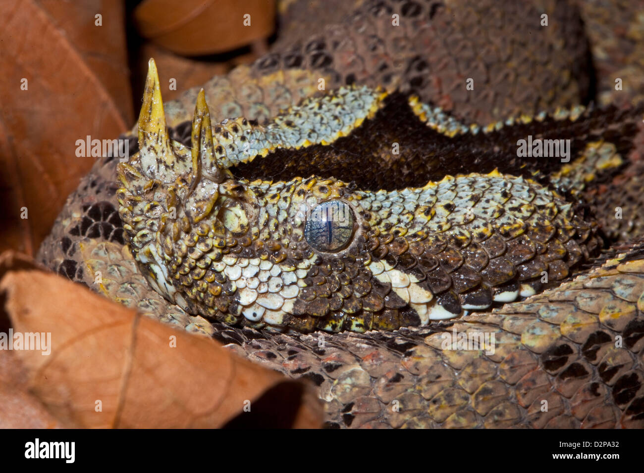 Bitis rhinoceros Banque de photographies et d’images à haute résolution ...