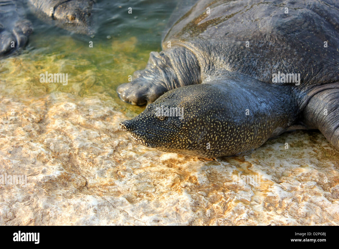 Trionyx triunguis Banque de photographies et d’images à haute ...