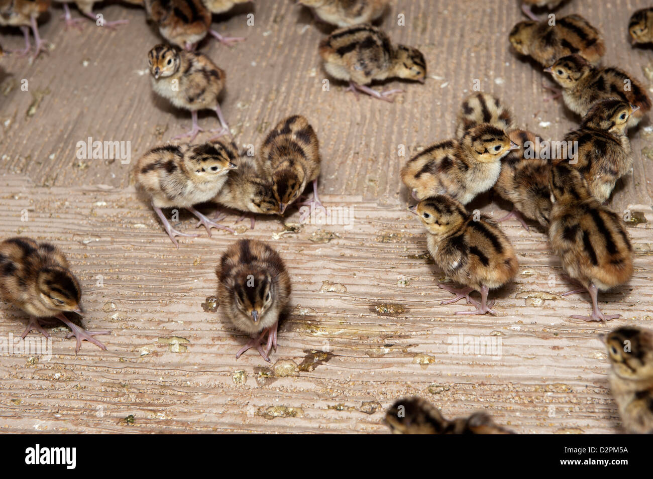 Poussins de faisan Banque de photographies et d’images à haute ...