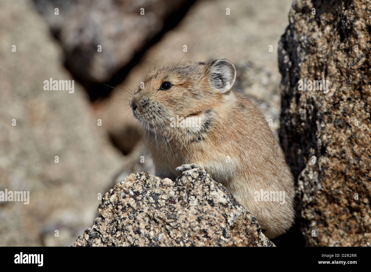Pika américain (Ochotona princeps), Mount Evans, Arapaho-Roosevelt ...