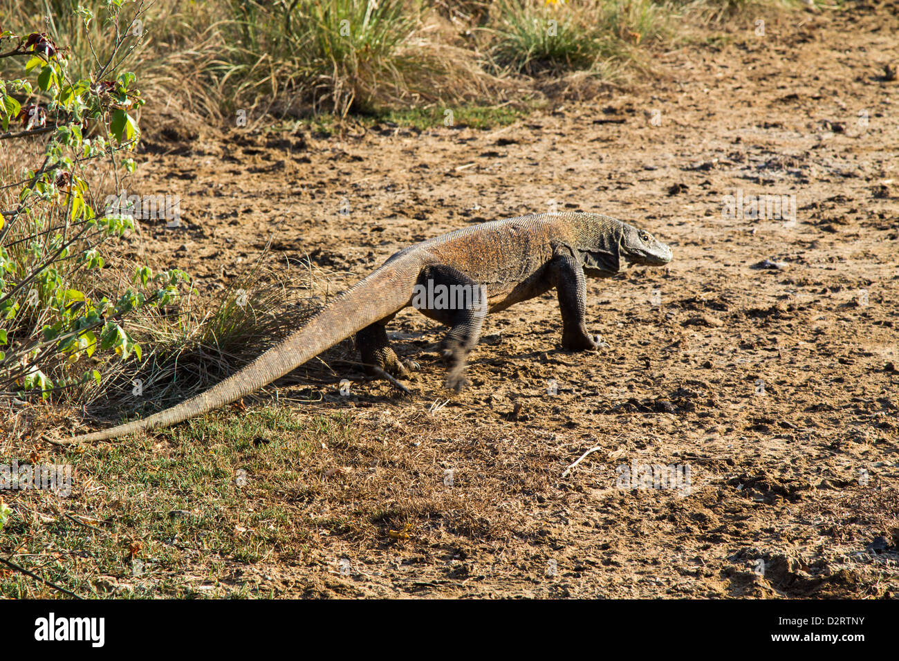 Komodo dragon indonesia Banque de photographies et d’images à haute ...