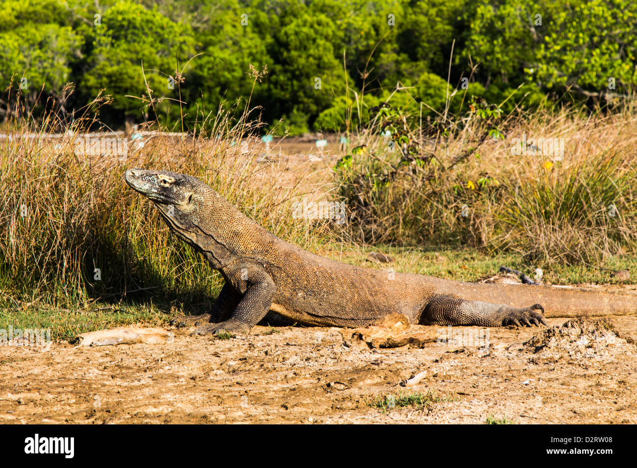 Komodo dragon indonesia Banque de photographies et d’images à haute ...