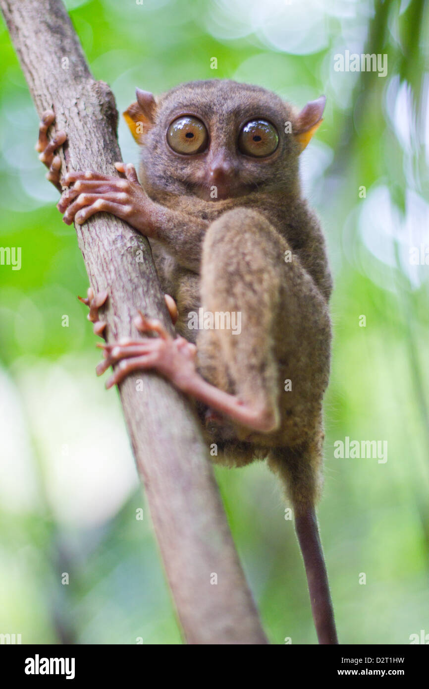 Philippine tarsier Banque de photographies et d’images à haute ...