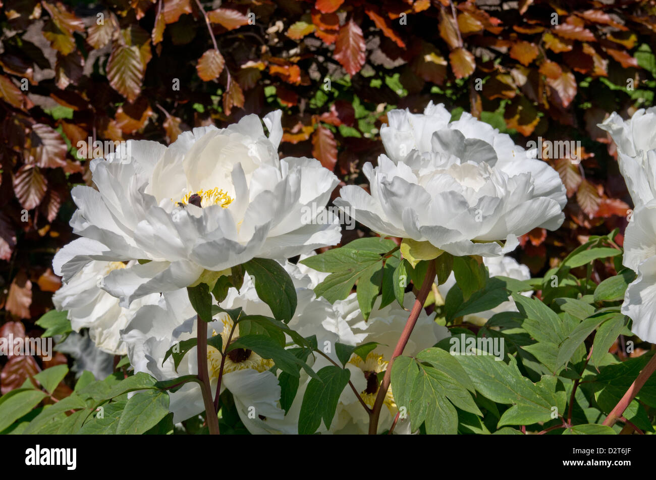 Pivoine arbustive Banque de photographies et d’images à haute ...
