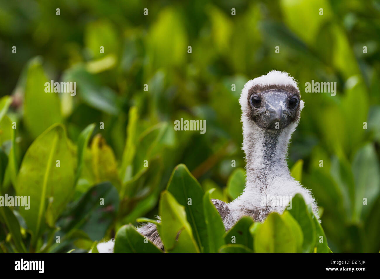 Fou à pieds rouges (Sula sula), l'île de Genovesa, îles Galapagos ...