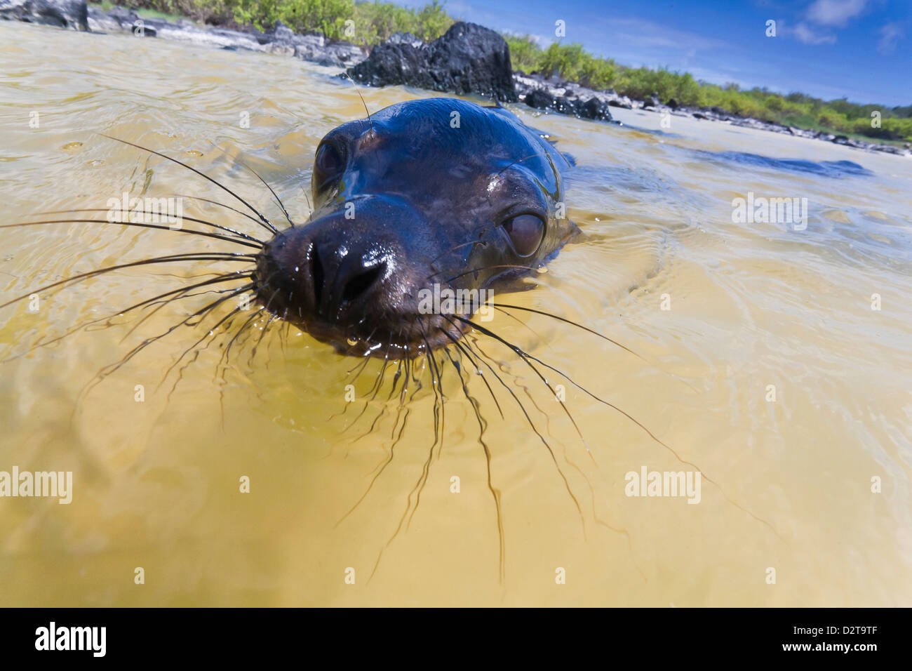 Lion De Mer Des Galapagos Banque d'image et photos - Alamy