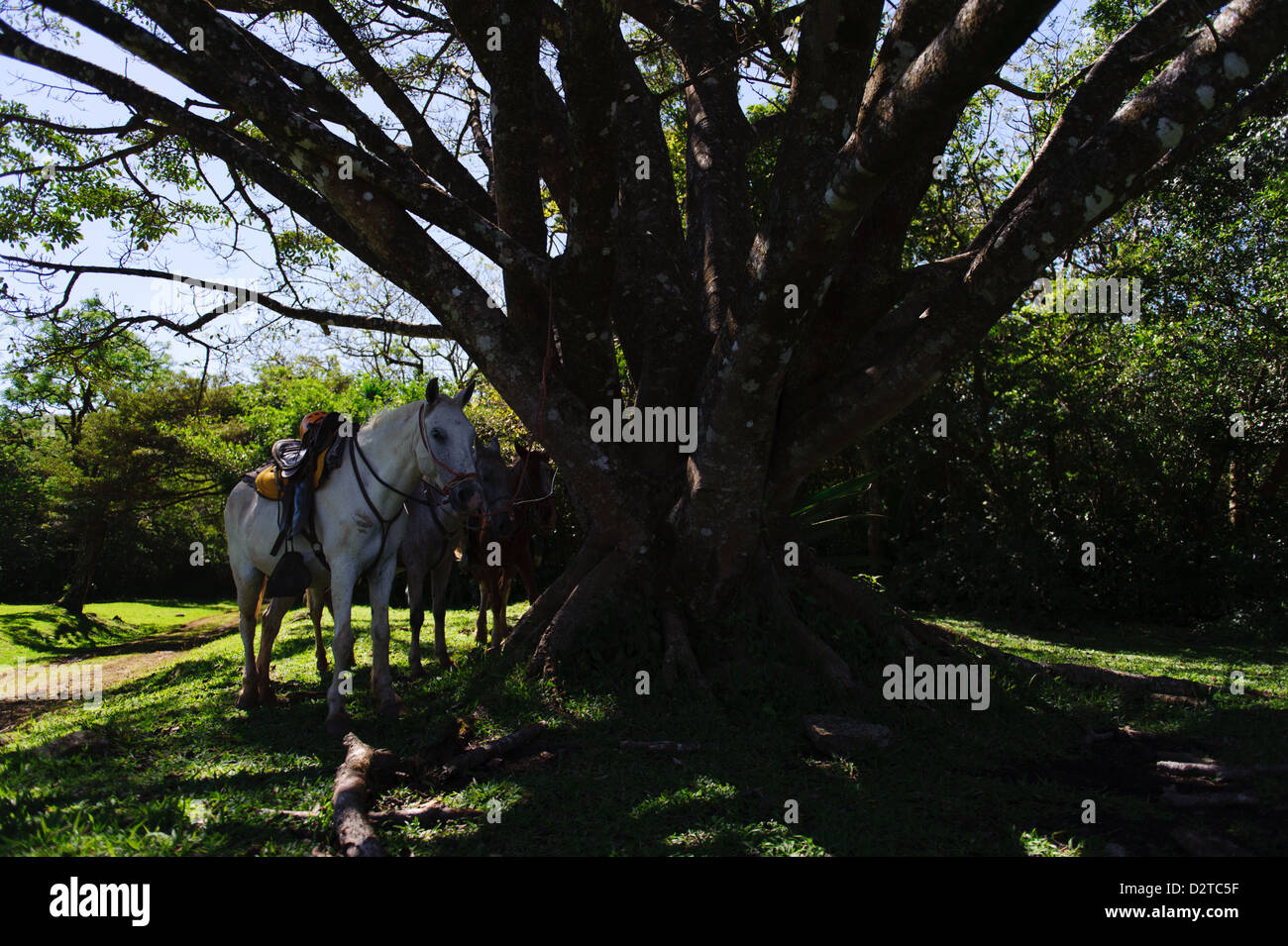 Bordée de trois chevaux à l'ombre d'un grand arbre, en attente d'une ...