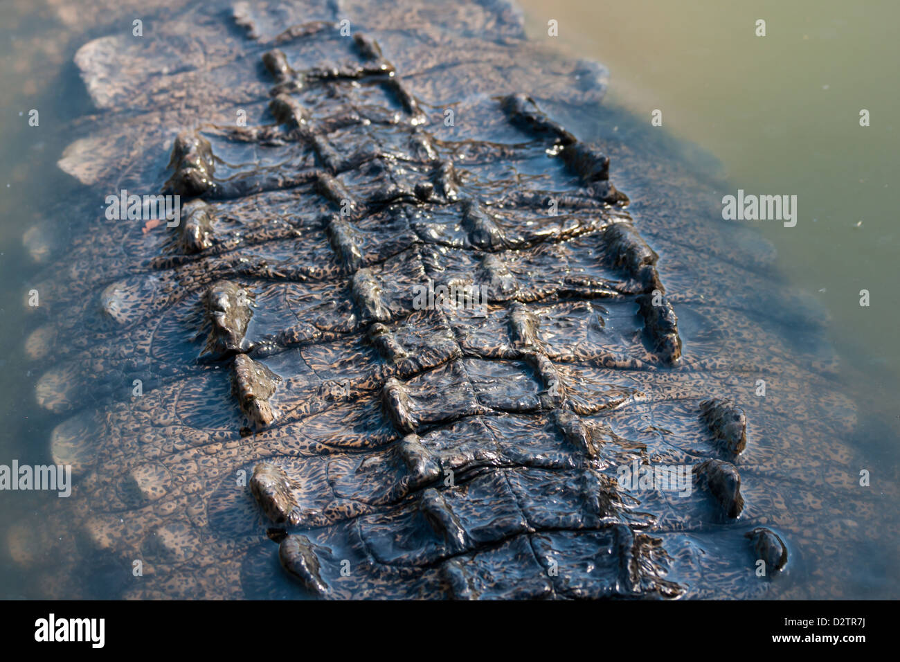 Faune du mexique Banque de photographies et d’images à haute résolution ...
