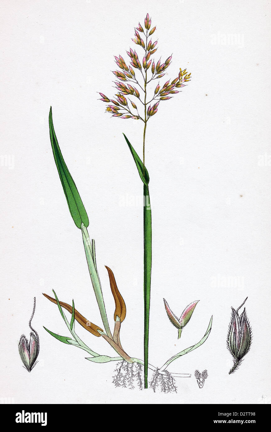 Holcus mollis Banque de photographies et d’images à haute résolution ...