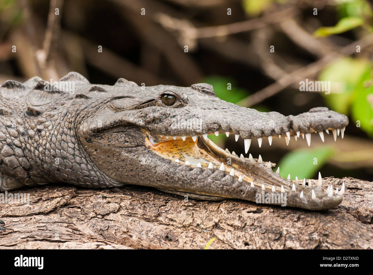 Faune du mexique Banque de photographies et d’images à haute résolution ...