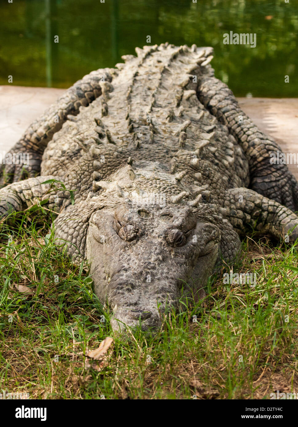 Faune du mexique Banque de photographies et d’images à haute résolution ...