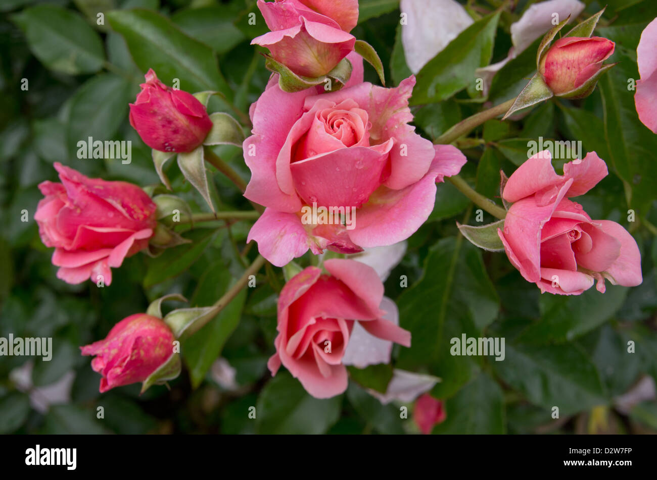 Rose de provins Banque d'image et photos - Alamy