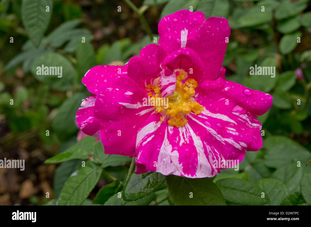 Rosa mundi Banque de photographies et d’images à haute résolution - Alamy