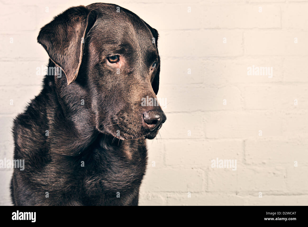 Labrador profile Banque de photographies et d’images à haute résolution ...