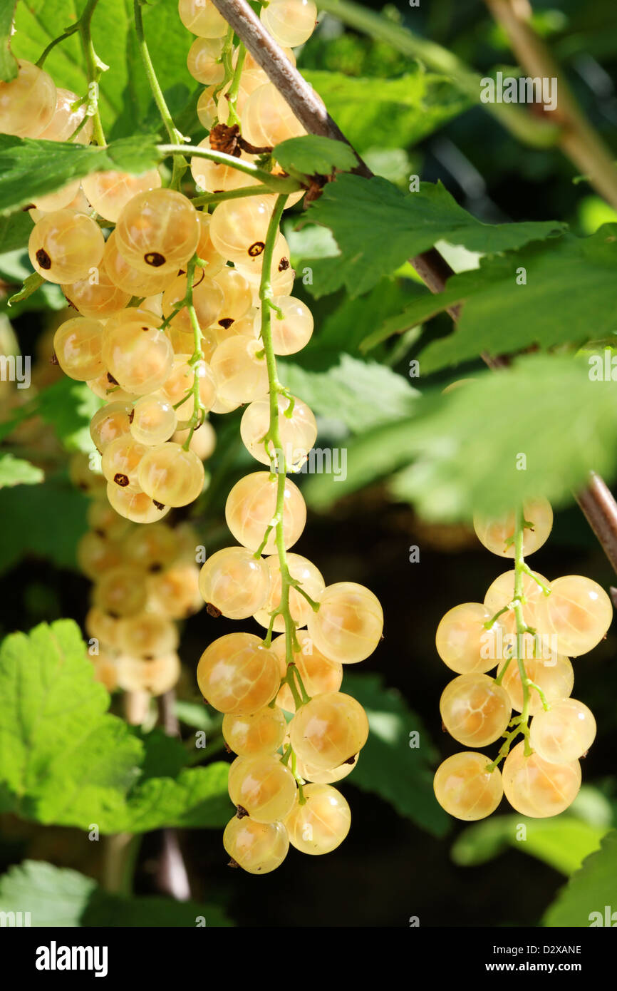 Groseille blanche Banque de photographies et d’images à haute ...