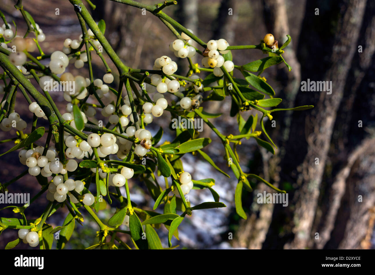 Baies de gui Banque de photographies et d’images à haute résolution - Alamy