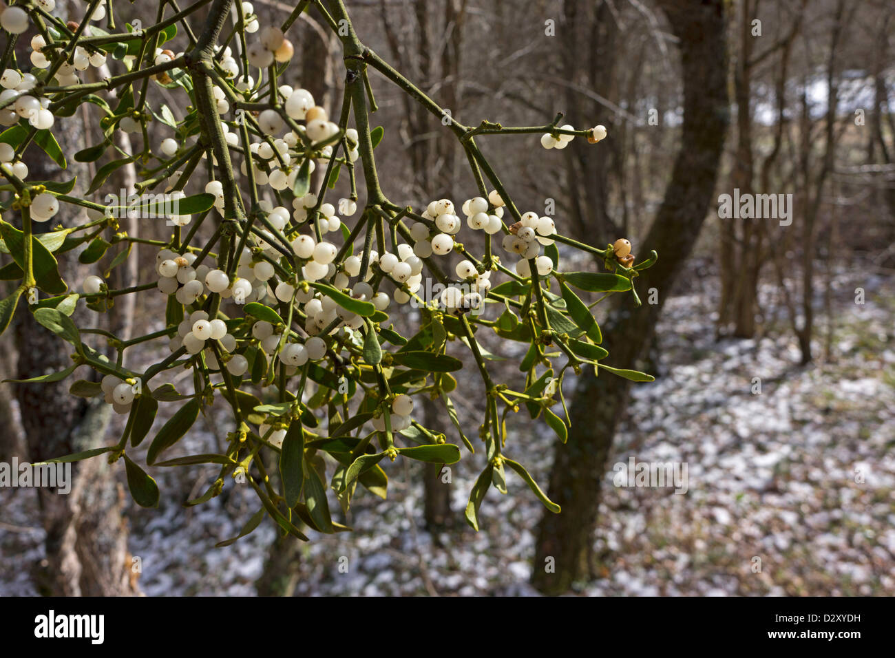 Baies de gui Banque de photographies et d’images à haute résolution - Alamy