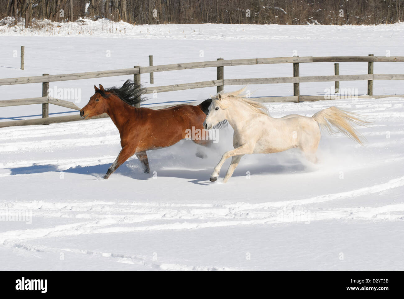 Chevaux courant dans la neige Banque de photographies et d’images à ...