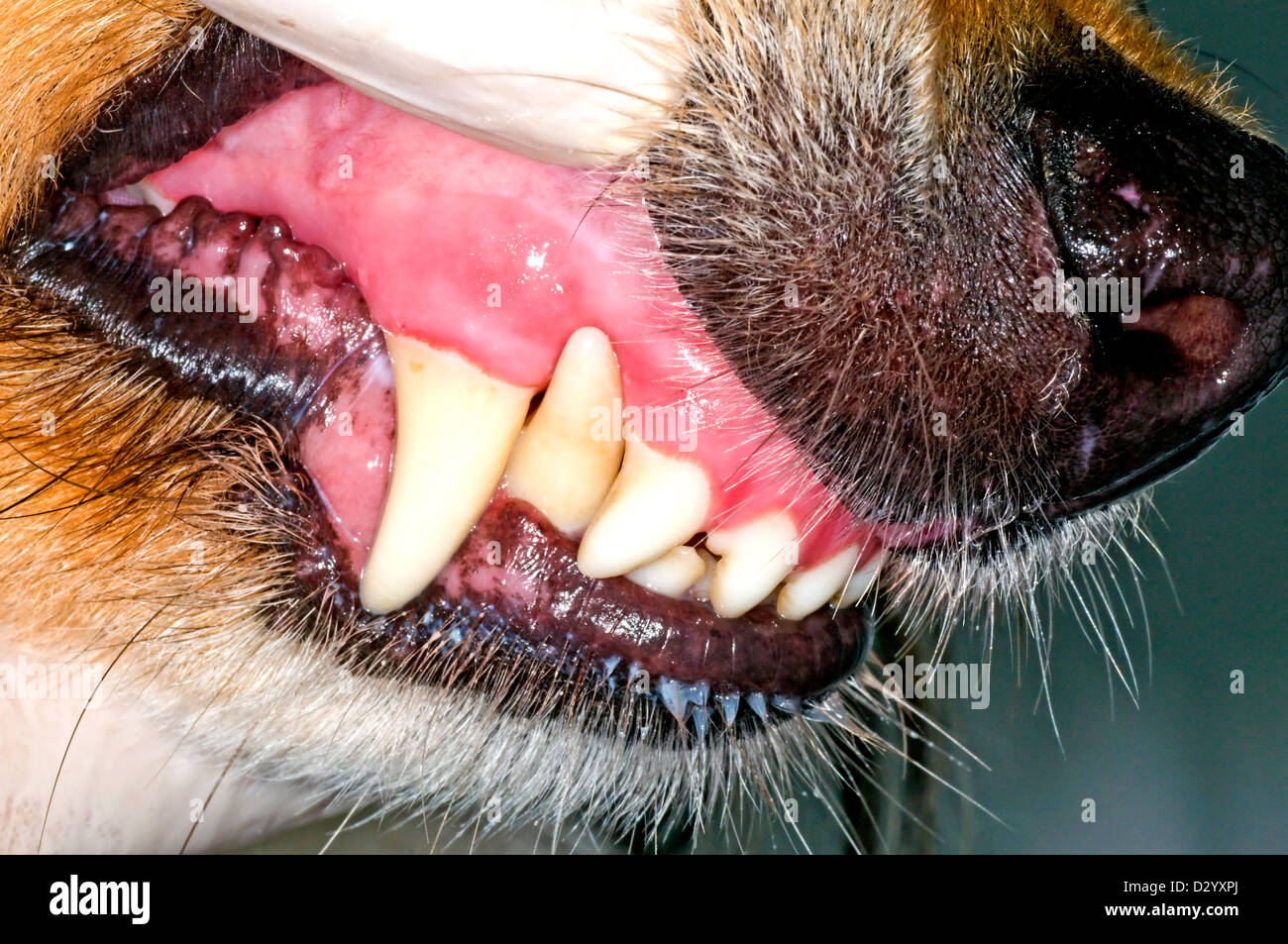Dents de chien Banque de photographies et d’images à haute résolution ...
