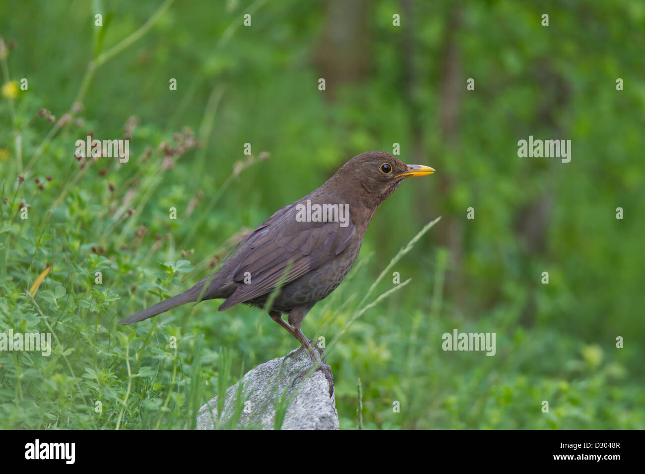 Common blackbird Banque de photographies et d’images à haute résolution ...