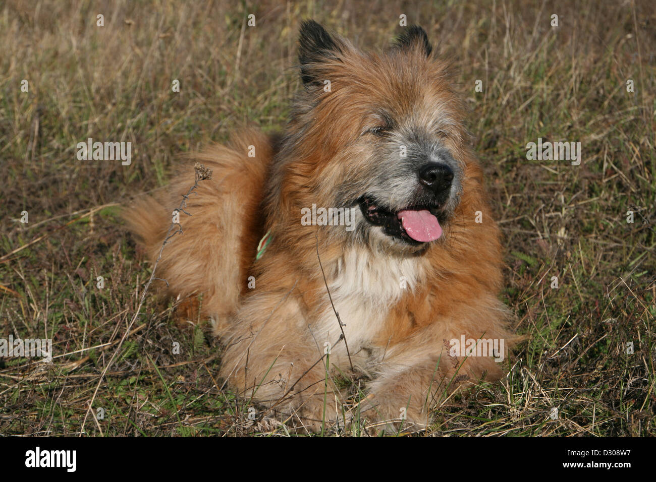 Chien elo Banque de photographies et d’images à haute résolution - Alamy