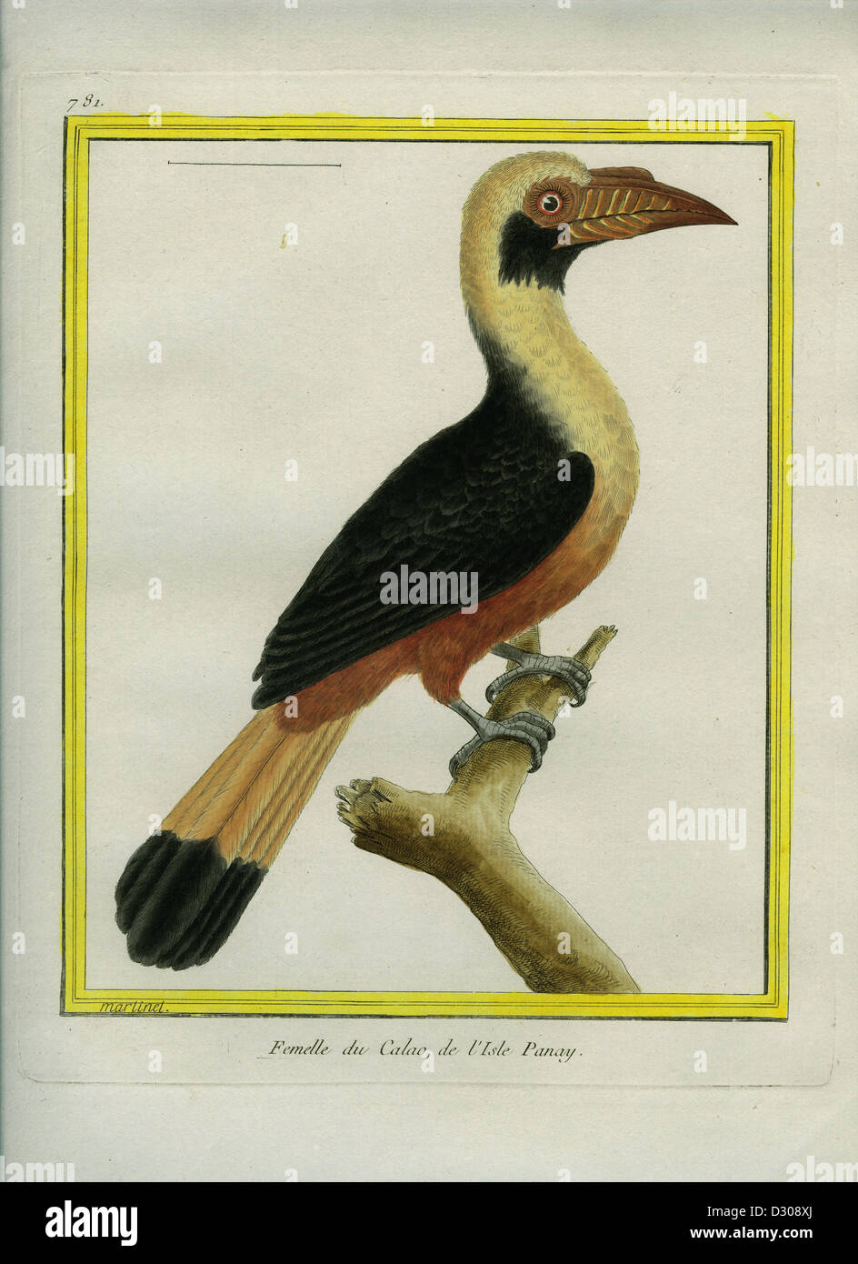 Tarictic hornbill Banque de photographies et d’images à haute ...
