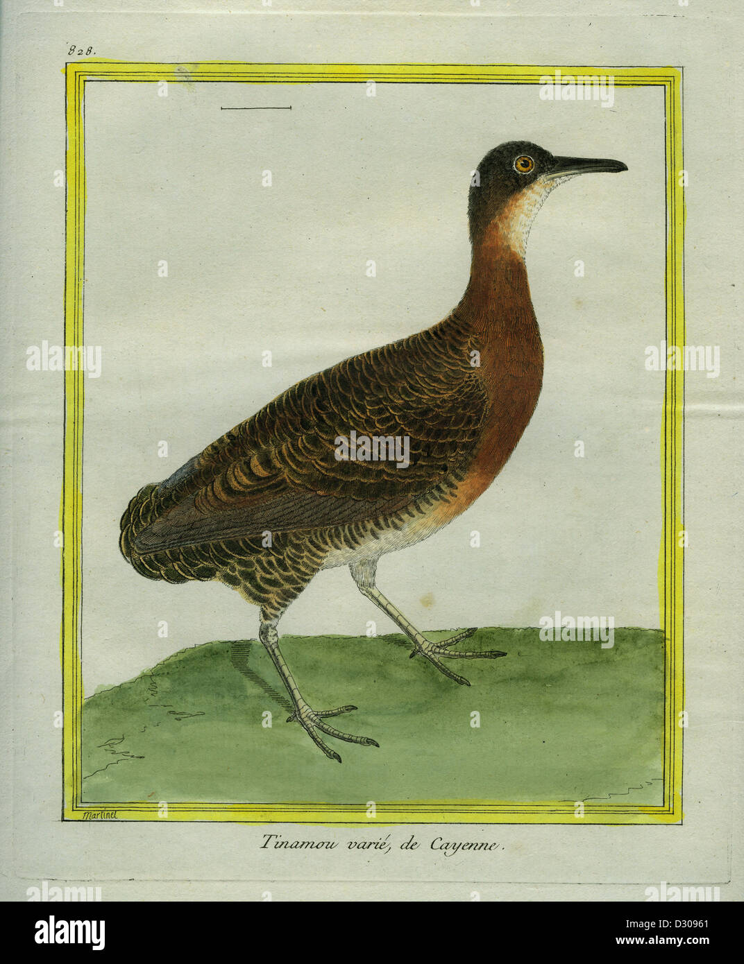 Tinamou à ailes rouges ou huayco Banque de photographies et d’images à ...