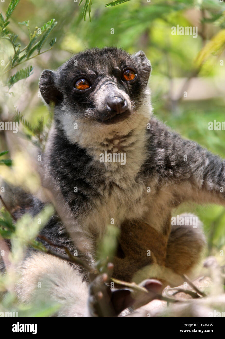 Collared brown lemur Banque de photographies et d’images à haute résolution - Alamy