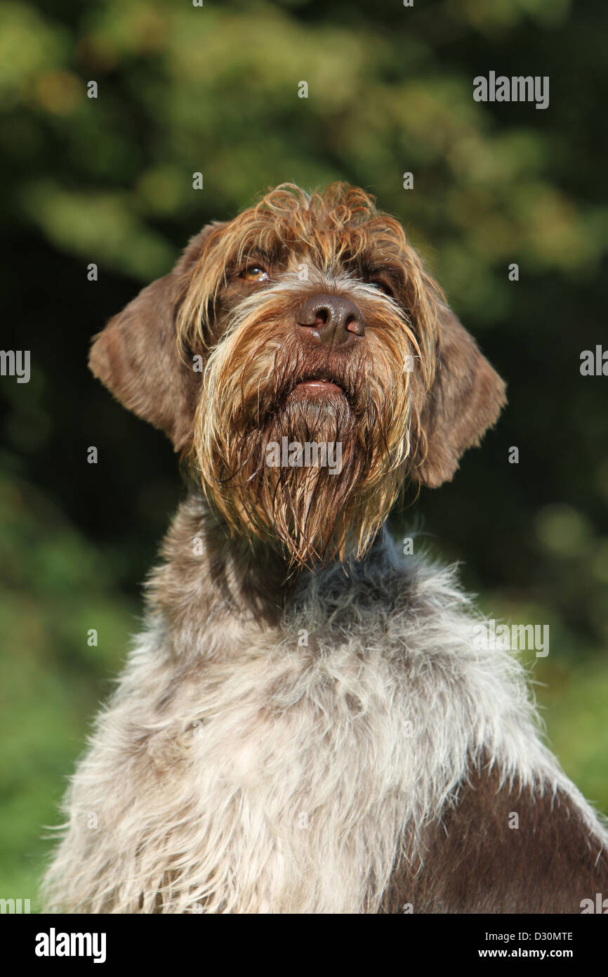 Chien griffon korthals Banque de photographies et d’images à haute ...