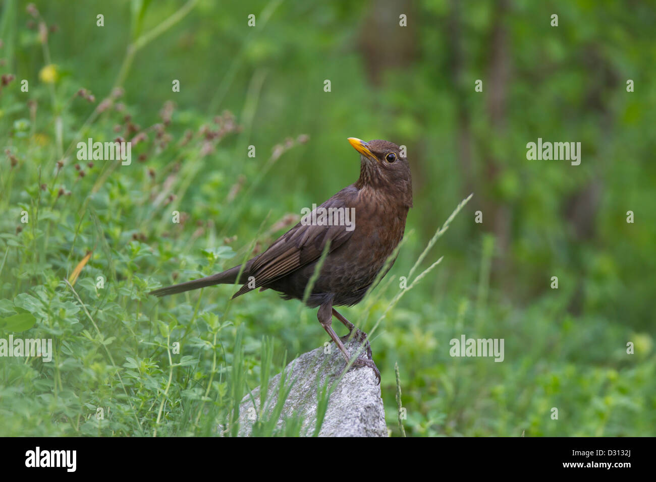Common blackbird Banque de photographies et d’images à haute résolution ...