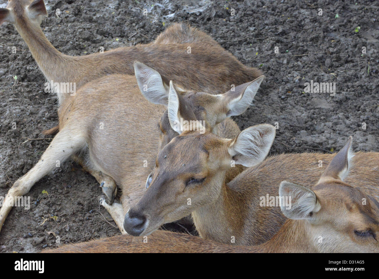 Deer repose au Jardin botanique de l'île Maurice Photo Stock - Alamy