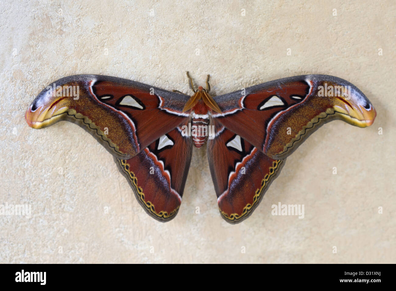 ATLAS MOTH, Atlas d'Atacus.Goa, Inde.La plus grande Moth, endémique à l ...