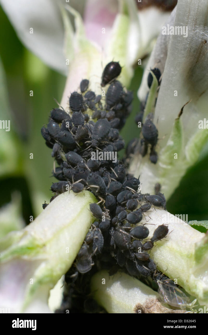 Puceron noir Banque de photographies et d’images à haute résolution - Alamy