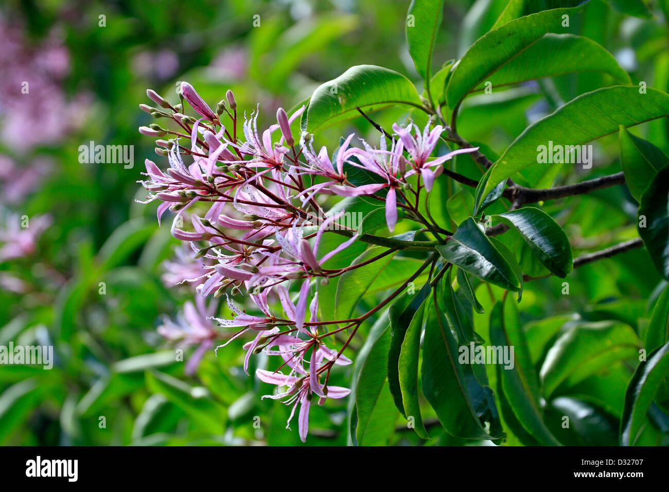 Calodendrum capense tree flowers Banque de photographies et d’images à ...