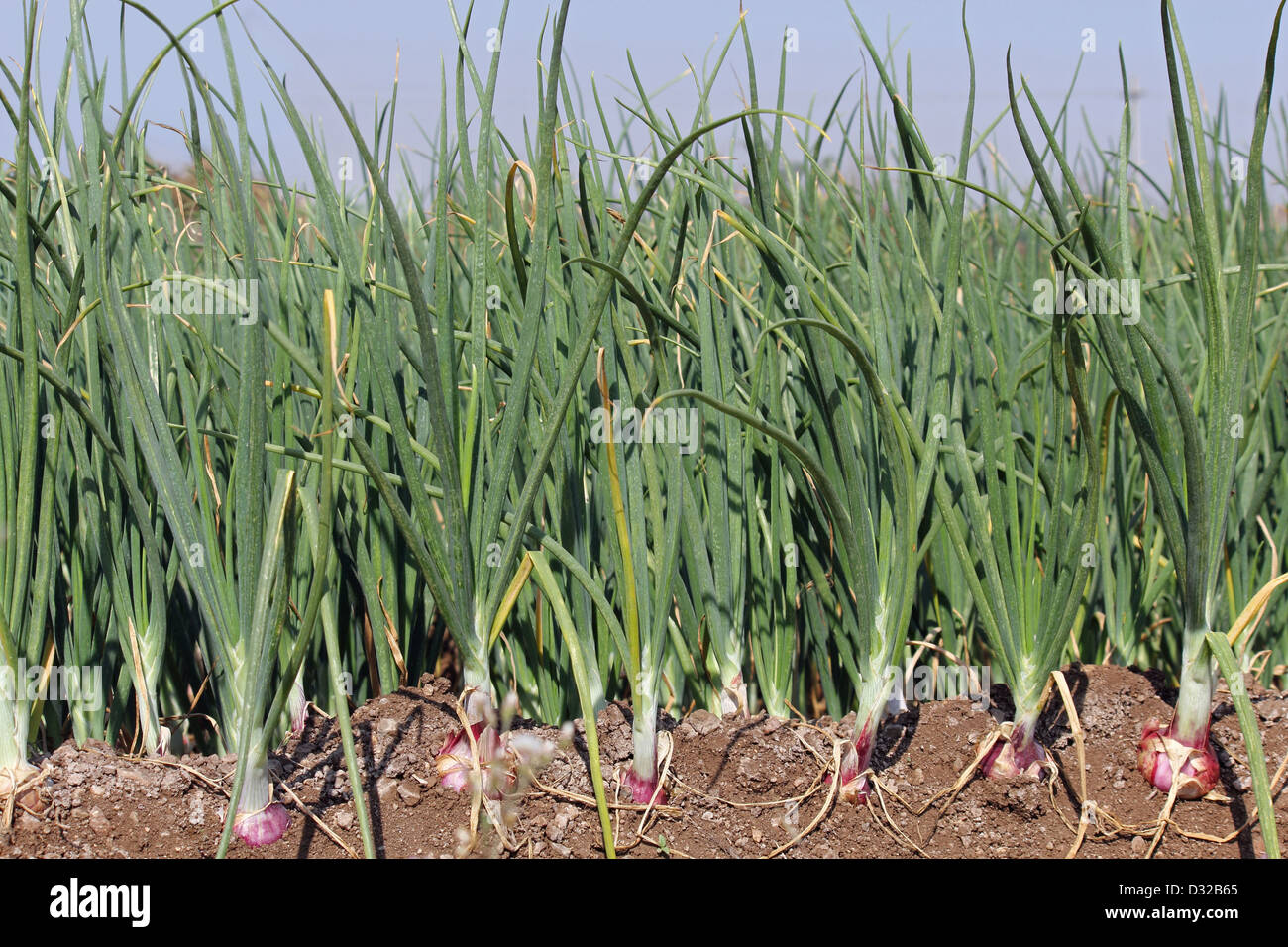 Faire pousser l'oignon Banque d'image et photos - Alamy