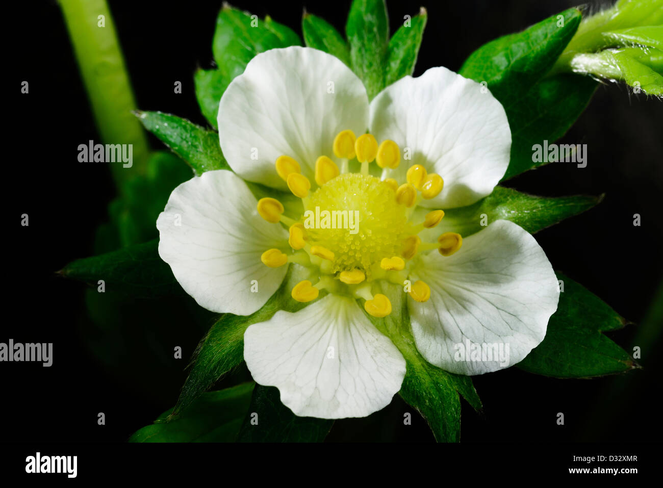 Fleurs de fraise Banque de photographies et d’images à haute résolution ...