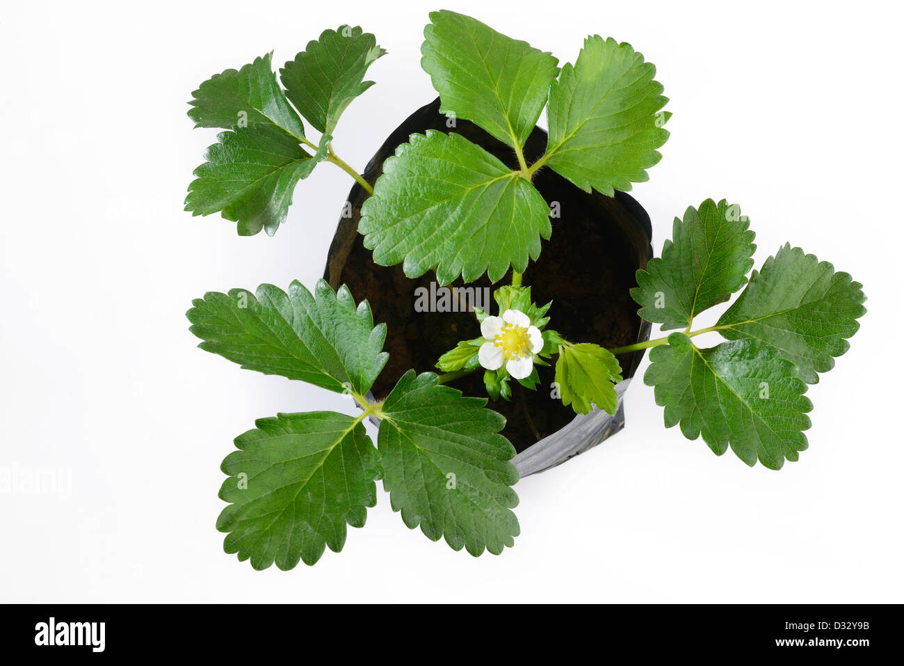 Fraisier à fleurs sur fond blanc Photo Stock - Alamy