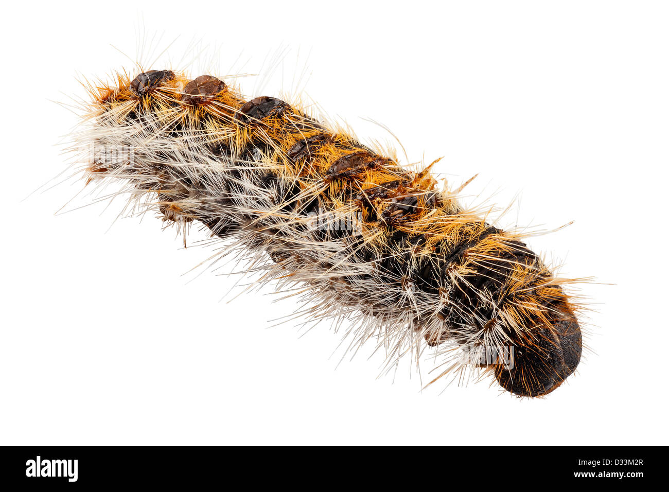 Chenille La chenille processionnaire du pin Thaumetopoea pityocampa ...