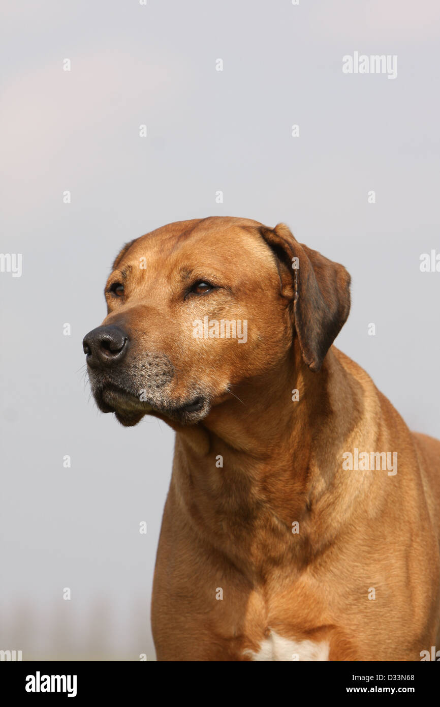 Dog rhodesian ridgeback african lion Banque de photographies et d ...