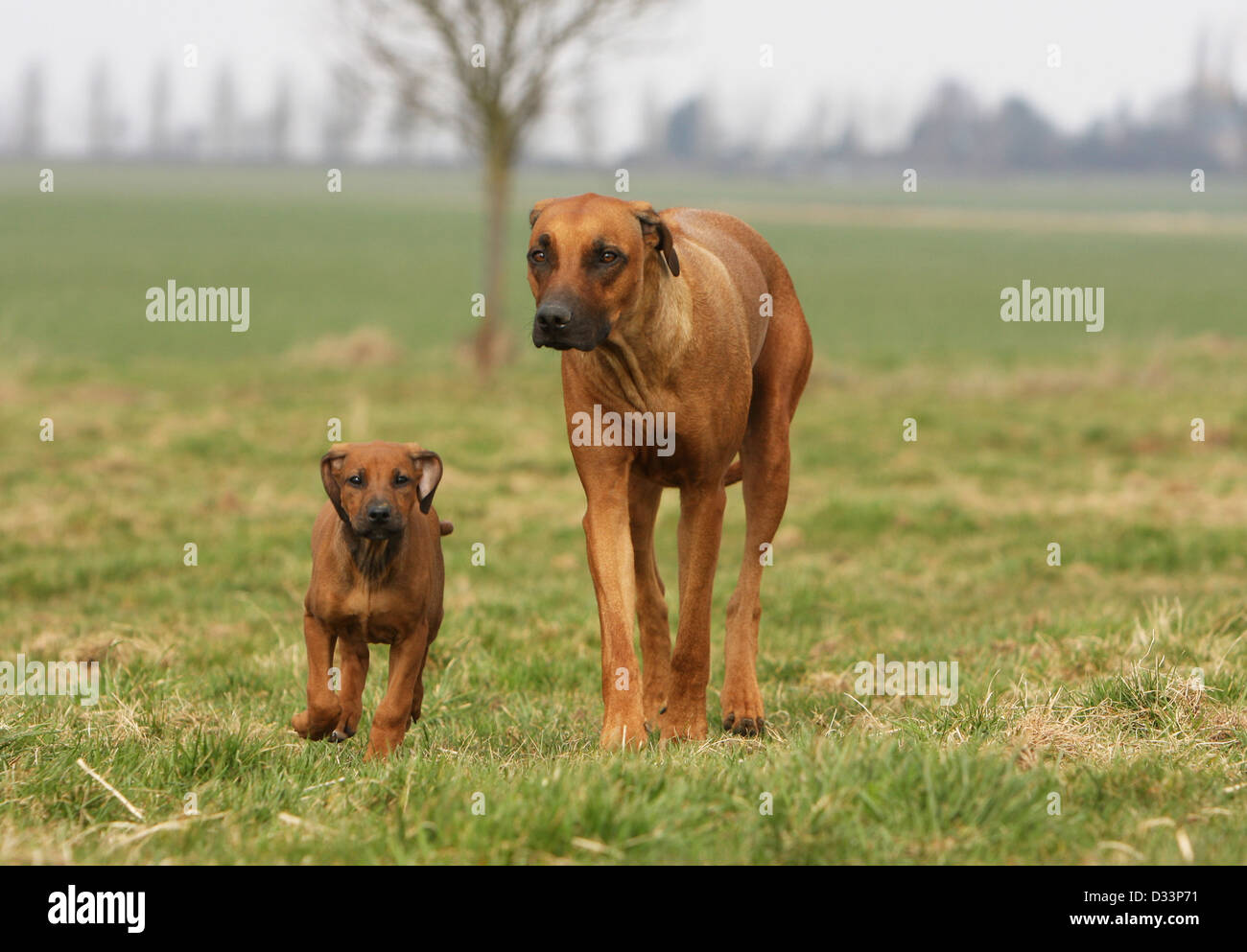African lion dog Banque de photographies et d’images à haute résolution ...